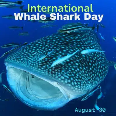 Whale Shark: Whale Or Shark? – Basking Shark vs Whale Shark: Main ...